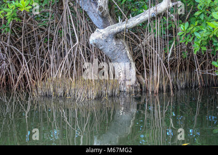 La Restinga National Park mangrove lagoon, Isla Margarita, Venezuela ...