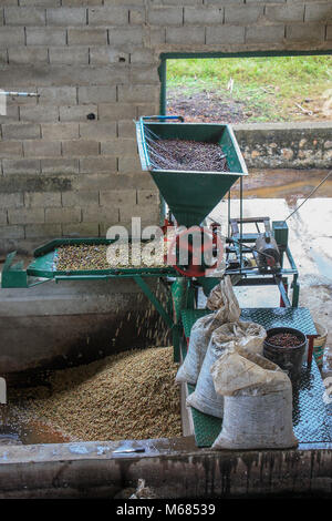 Coffee beans being sorted. Green (un-roasted) coffee beans being sieved ...