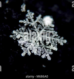 Extreme magnification - Real snowflake isolated on black background ...
