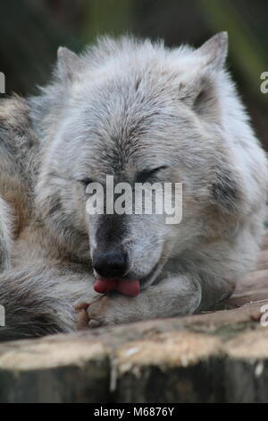 Grey / Gray Wolf licking paws Stock Photo - Alamy