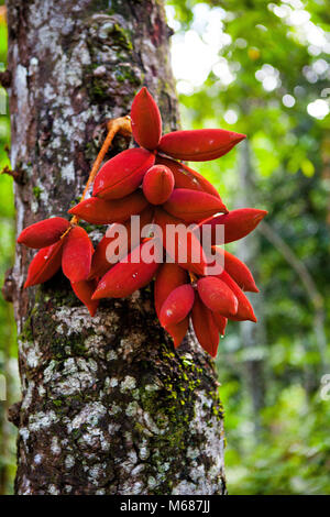 The Fruit Of The Kalumpang Tree, Sterculia Megistophylla, At The ...