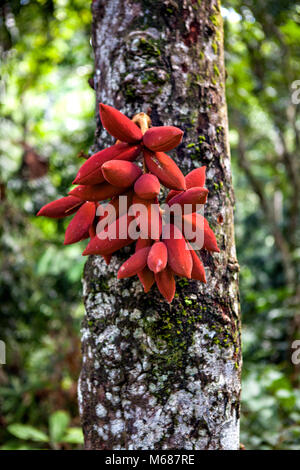 The Fruit Of The Kalumpang Tree, Sterculia Megistophylla, At The ...
