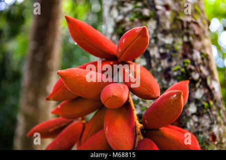 The fruit of the KALUMPANG TREE at the RAINFOREST DISCOVERY CENTER in ...