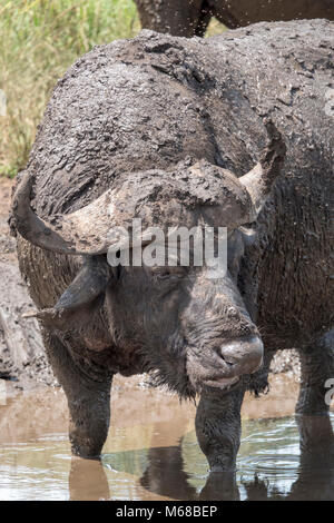 Water buffalo in mud bath, Uganda Stock Photo - Alamy