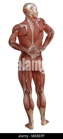 3D illustration male body without skin, anatomy and muscles isolated on ...