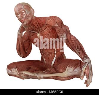 3D illustration male body without skin, anatomy and muscles isolated on ...