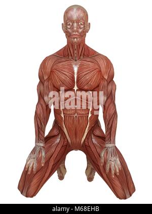 3D illustration male body without skin, anatomy and muscles isolated on ...