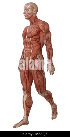 3D illustration male body without skin, anatomy and muscles isolated on ...