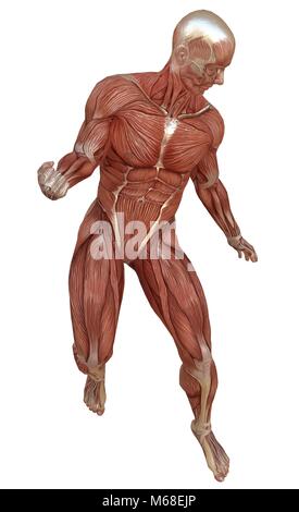 3D illustration male body without skin, anatomy and muscles isolated on ...