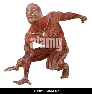 3D illustration male body without skin, anatomy and muscles isolated on ...