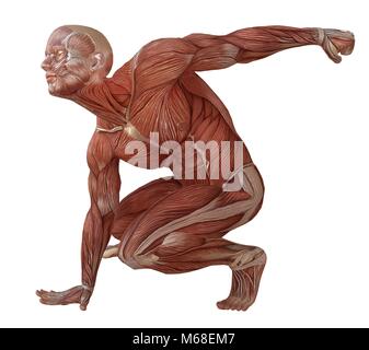 3D illustration male body without skin, anatomy and muscles isolated on ...