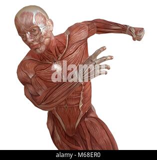 3D illustration male body without skin, anatomy and muscles isolated on ...