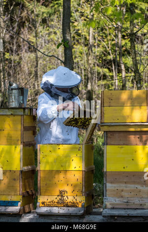 . Comb honey. Honeycombs; Bees; Honey, Comb. 14 (OOMB HONBT. J^ree ...