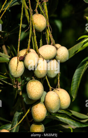 Mango tree with Mangoes. Maharashtra, India Stock Photo - Alamy