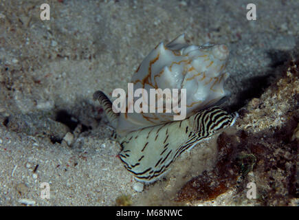 Cypraeidae cowry sea snails Stock Photo - Alamy
