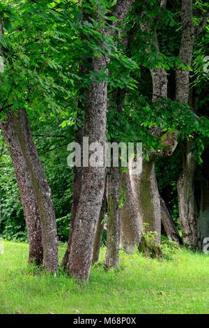 Thicket of trees and bushes of a natural forest in a summer season ...