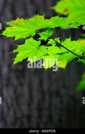 Branch of Norway maple tree with spotted leaves afflicted by a disease ...