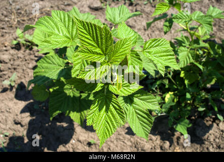 Healthy raspberry plantation in the stage of flowering during the sunny ...