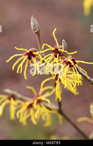 Hamamelis vernalis 'Sandra' witch hazel in flower in an English winter ...
