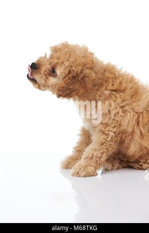 Profile portrait of puppy poodle dog isolated on white background Stock ...