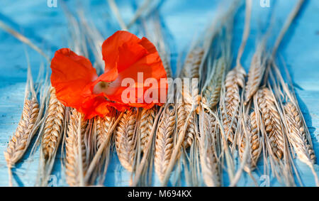 Ripe corn on a blue table close-up. Raw and canned corn in a white bowl ...