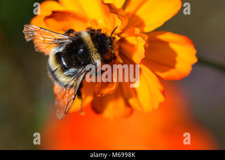 Close-up macro shot of orange marigold flower with raindrops and green ...