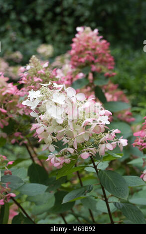 Close up flowers of Hydrangea paniculata. Summer flowers Stock Photo ...