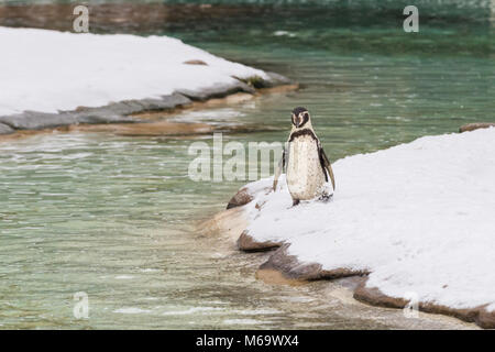 Humboldt penguins in freezing weather in the Zlin Zoo, Czech Republic ...