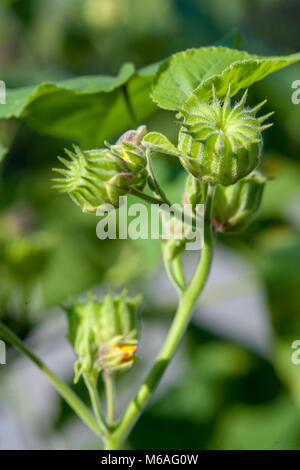Abutilon theophrasti leaves and flowers. The plant is also known as ...