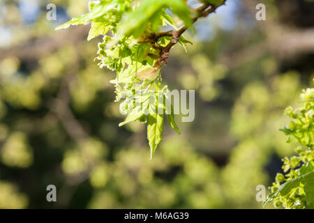 Acer miyabei (Miyabe's maple, Miyabe maple), stem tip bearing fresh ...