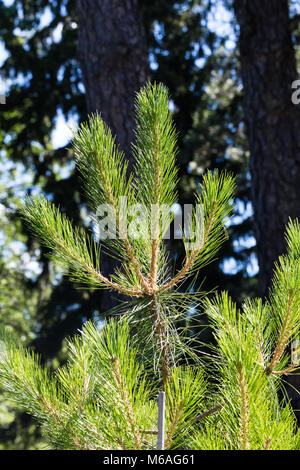 Chinese pine, Chinese Red Pine (Pinus tabuliformis, Pinus tabulaeformis ...