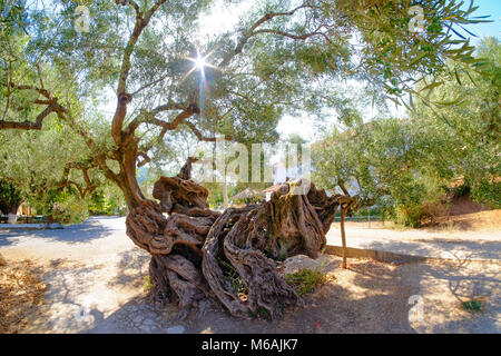Oldest olive tree in Greece - Vouves Tree in Crete island. One of ...