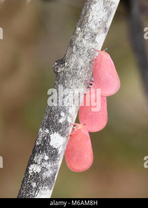 Pink planthoppers Phromnia rosea endemic to Madagascar Stock Photo - Alamy