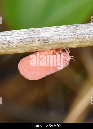 Pink planthoppers Phromnia rosea endemic to Madagascar Stock Photo - Alamy