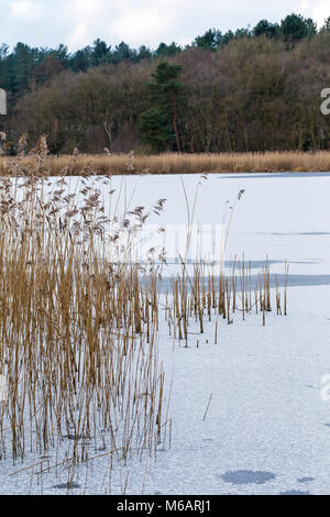 Snow on the frozen lake at Hatchmere Nature Reserve in Delamere Forest ...