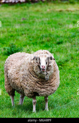 A big Sheep on the green gras Stock Photo - Alamy