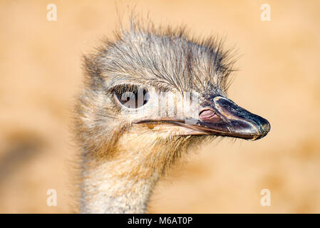 The head of a Emu Bird look forward 2 Stock Photo - Alamy