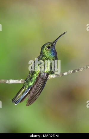 white-tailed sabrewing (Campylopterus ensipennis) hummingbird, single ...