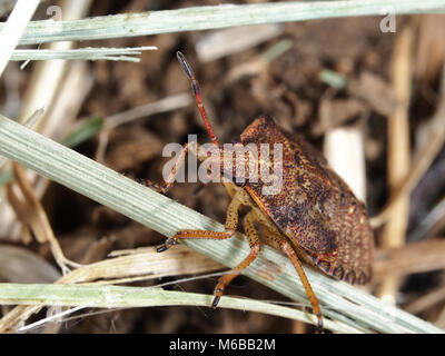close up of Stink bugs Stock Photo - Alamy