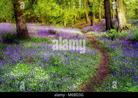 Bluebells Blackberry Camp East Devon Spring Stock Photo - Alamy