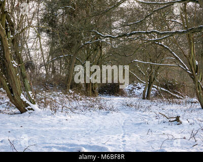 Hothfield Common nature reserve, buried in a blanket of snow following ...