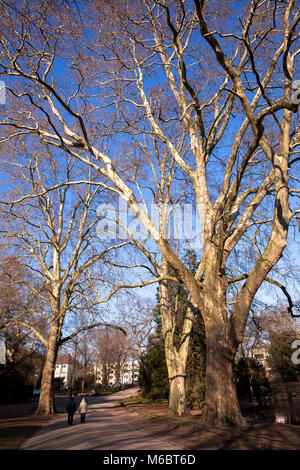 Germany, Cologne, plane trees in the Volksgarden. Deutschland, Koeln ...
