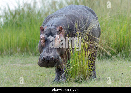 Grazing Hippopotamus (Hippopotamus amphibius) showing sunscreening ...