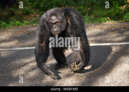 Alpha male Chimpanzee crossing road Kimbale Forest National Park Uganda ...