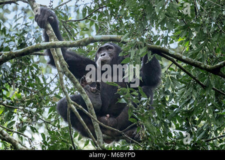 Alpha male Chimpanzee Kimbale Forest National Park Uganda Africa Stock ...