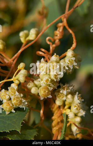 Yellow Dodder - Cuscuta campestris Stock Photo - Alamy