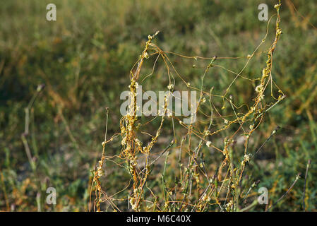Yellow Dodder - Cuscuta campestris Stock Photo - Alamy