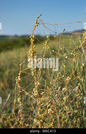 Yellow Dodder - Cuscuta campestris Stock Photo - Alamy