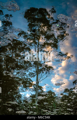 Leafy summer trees reflecting in the pond water in a black and white ...