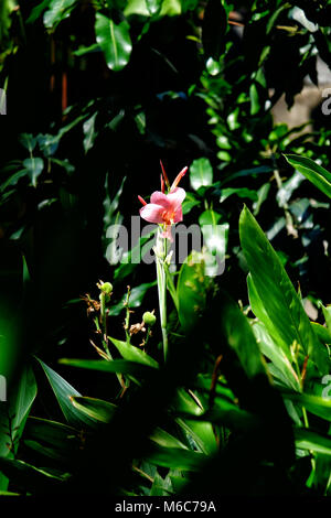 A beautiful shot of blooming yellow canna lily flowers on the shore of ...